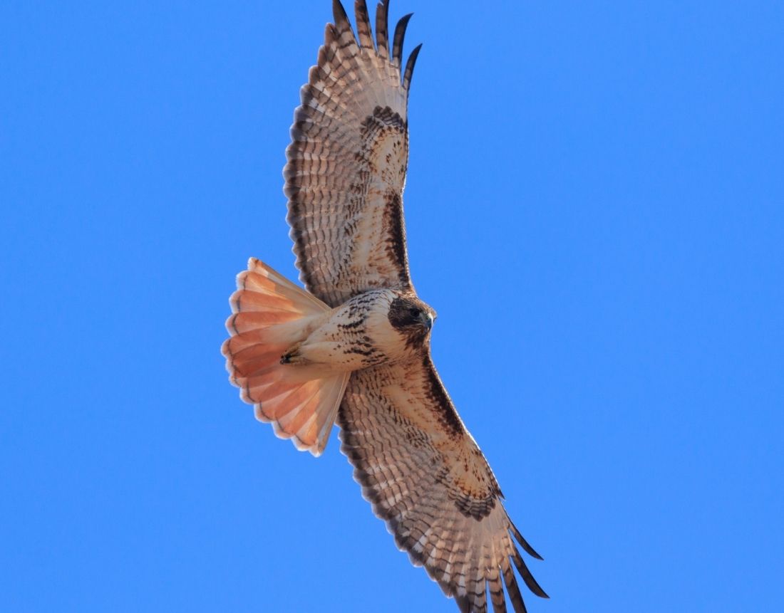 Hawks in Texas - BirdsExpert