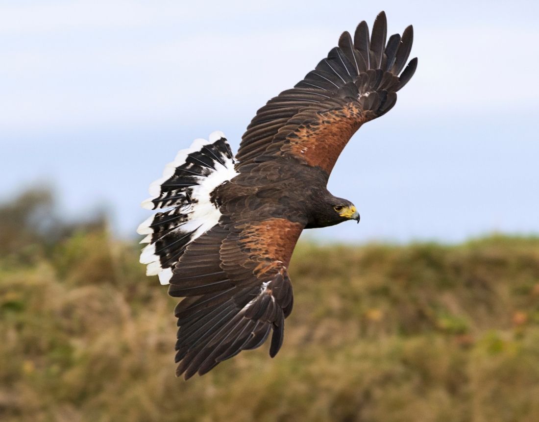 Hawks in Texas - BirdsExpert