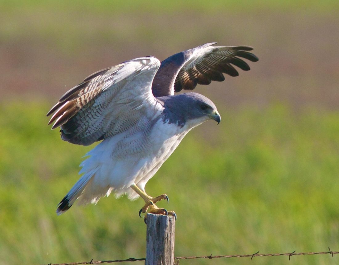 Hawks in Texas - BirdsExpert